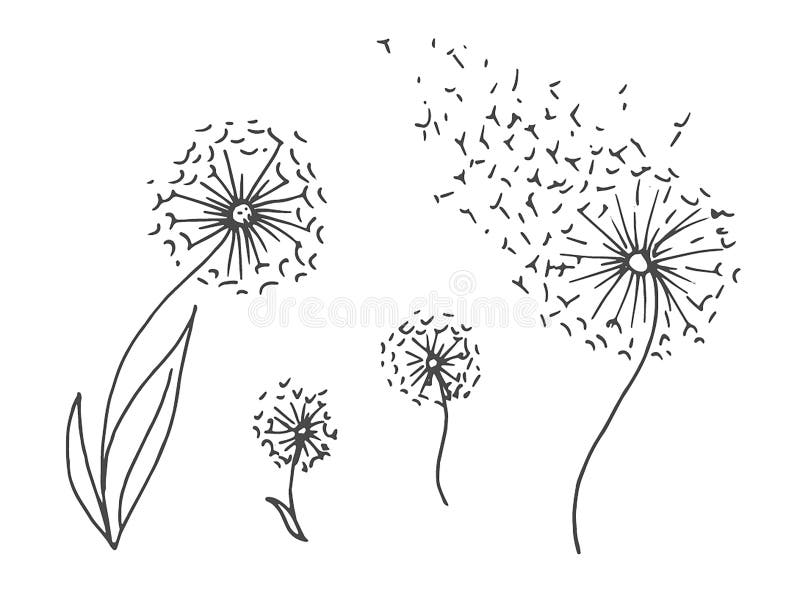Vector Hand Drawn Sketch of Dandelion Flower Illustration on White ...