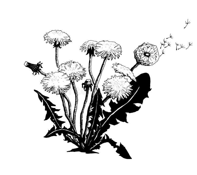 Vector Hand Drawn Sketch of Dandelion Flower Illustration on White ...