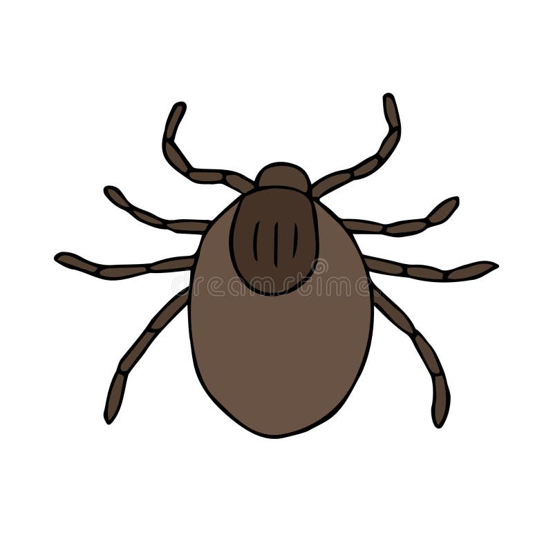 Sketch of a mite isolated stock photo. Illustration of animal - 46875796