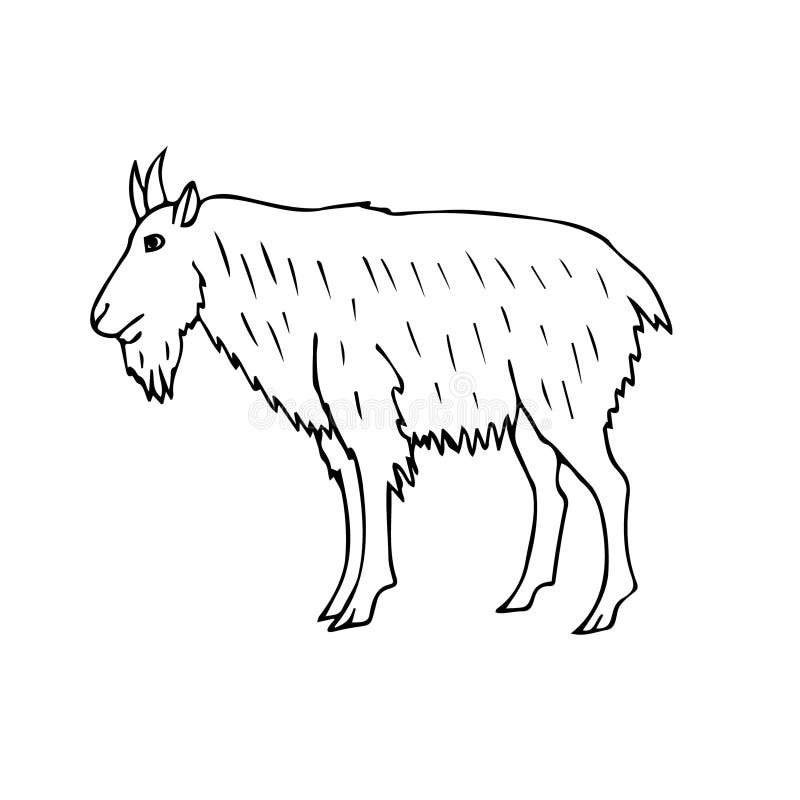 Goat Outline Mountain Goat Drawing | Wild Goats Drawing | How To Draw