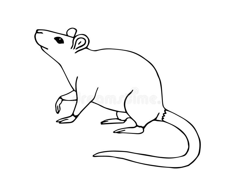 Vector Hand Drawn Sketch Doodle Rat Mouse Stock Illustration ...