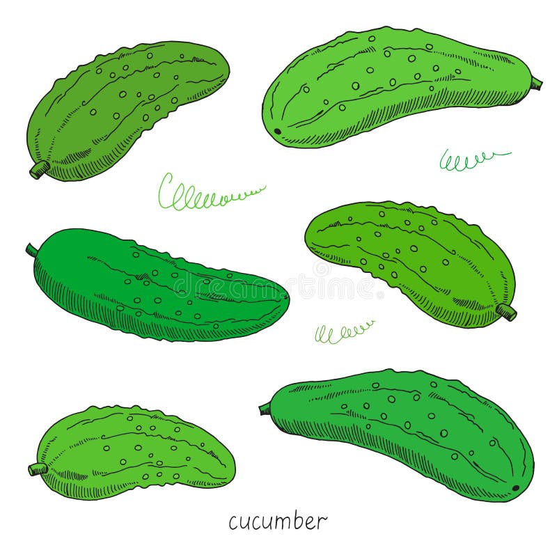 Sketch Cucumbers Stock Illustrations – 505 Sketch Cucumbers Stock ...