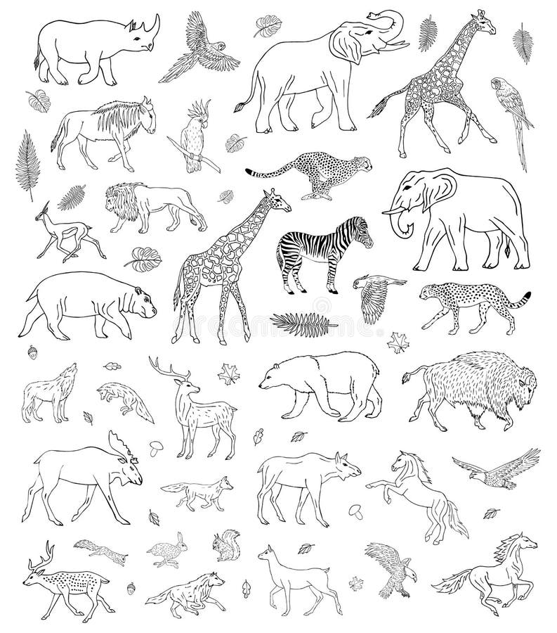 Vector Hand Drawn Sketch Set of Wild Animals Stock Illustration ...