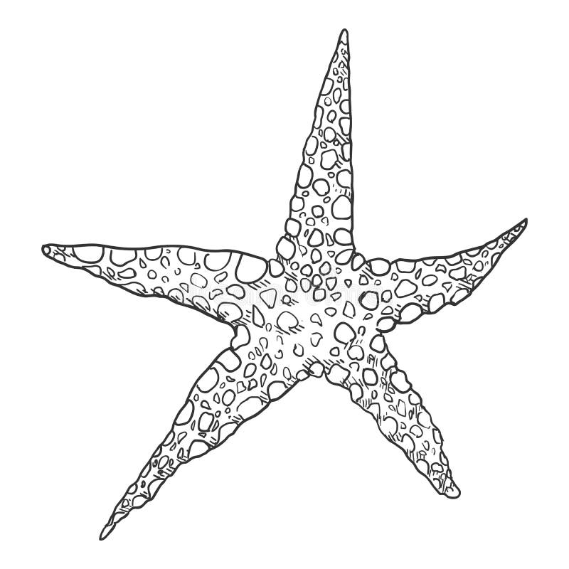 Vector Hand Drawn Sketch Starfish Stock Vector - Illustration of ...