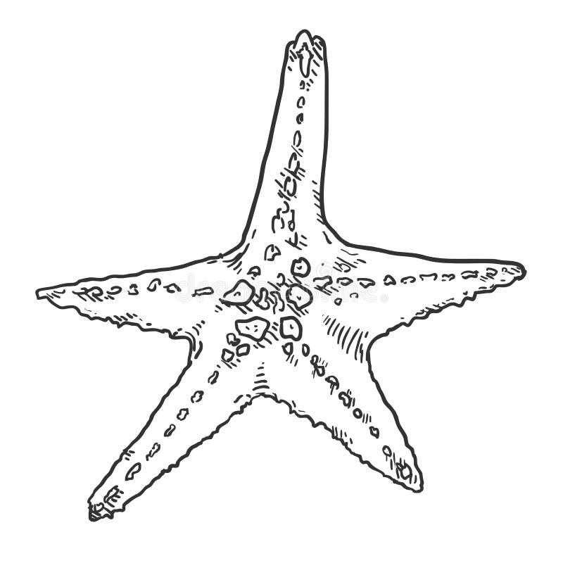 Vector Hand Drawn Sketch Starfish Stock Vector - Illustration of drawn ...