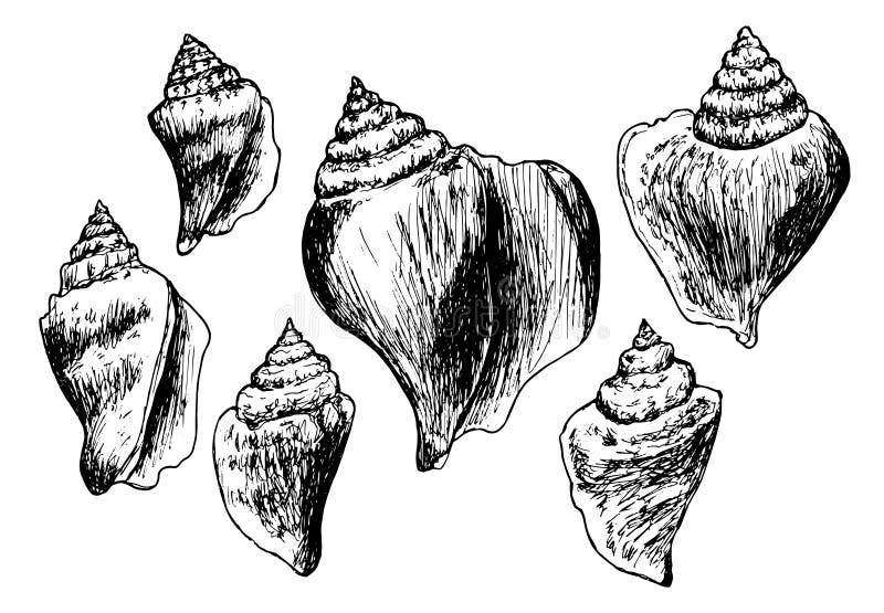 Vector Hand-drawn Sketch Style Set of Different Shells, Black Outline ...