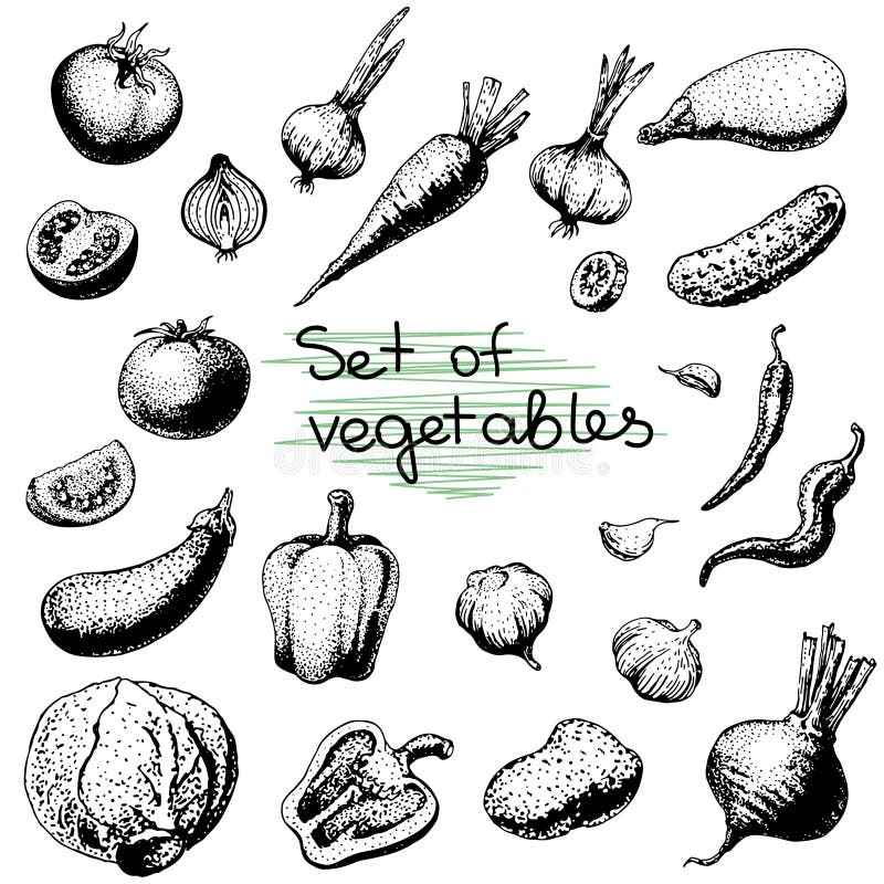 Vector Hand Drawn Sketch Vegetable Set. Eco Foods Stock Vector ...