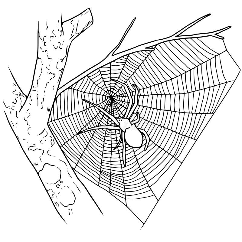 Vector Hand Drawn Spider on Its Web Outline Illustration Stock Vector ...
