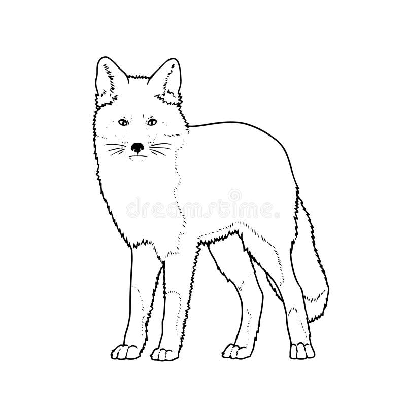 Vector Hand Drawn Standing Fox Outline Illustration Stock Vector ...