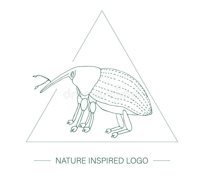 Weevil Insect Stock Illustrations – 622 Weevil Insect Stock ...