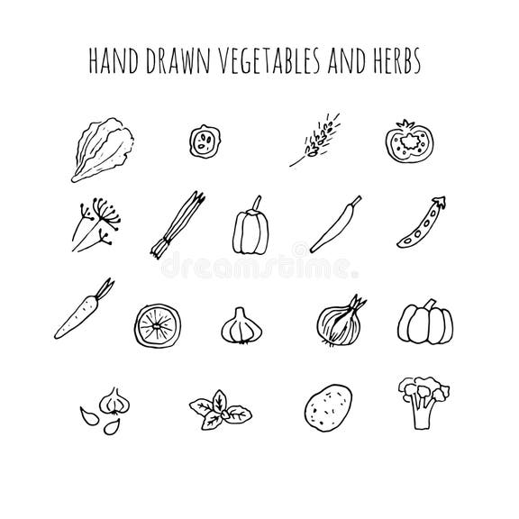 Vector Hand Drawn Vegetables and Herbs. Hand Drawn Icons. Stock Vector ...