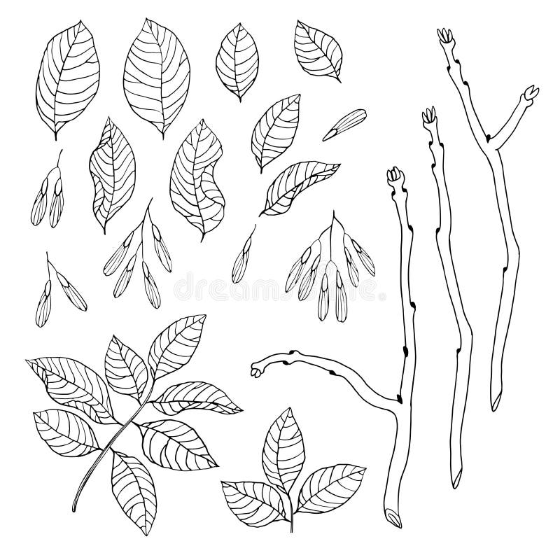 Esche Stock Illustrationen, Vektors, & Klipart – (88 Stock Illustrations)