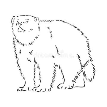 Wolverine Line Drawing Stock Illustrations – 36 Wolverine Line Drawing ...