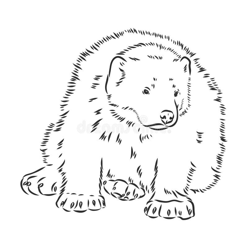 Wolverine Line Drawing Stock Illustrations – 36 Wolverine Line Drawing ...