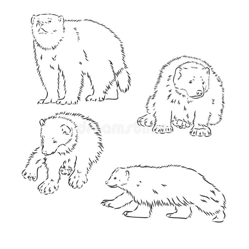 Vector Hand Sketch Drawing Illustration of a Wolverine Done in Black ...