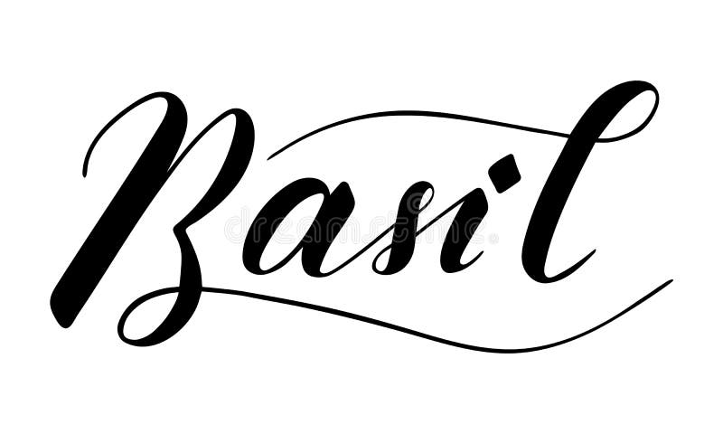 Vector Hand Written Basil Text Isolated on White Background Stock ...