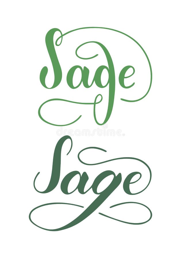 Sage Text Hand Drawn Lettering Isolated on White Background. Stock ...