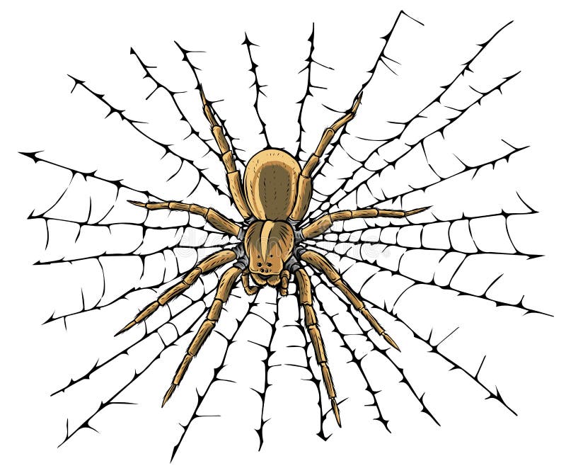 Vector Illustration Hanging Spider on Web Thread Stock Vector ...