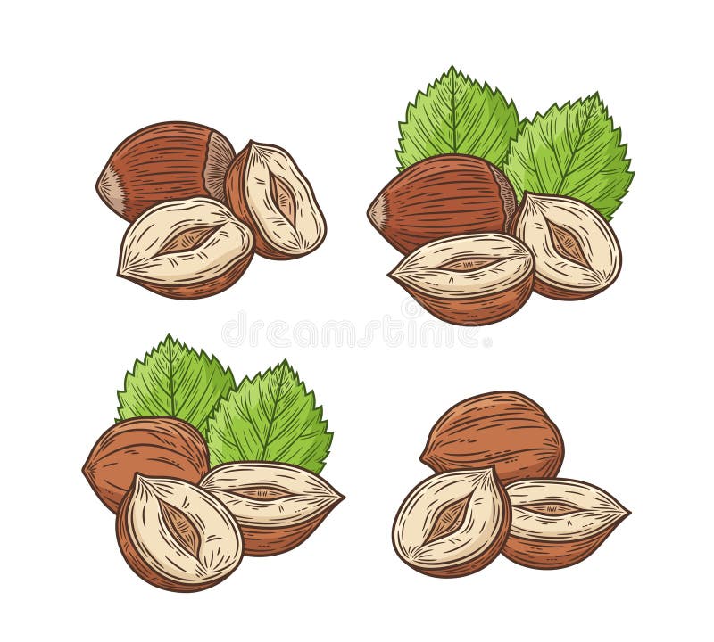 Vector Hazelnut Colorful Illustration Stock Illustration - Illustration ...