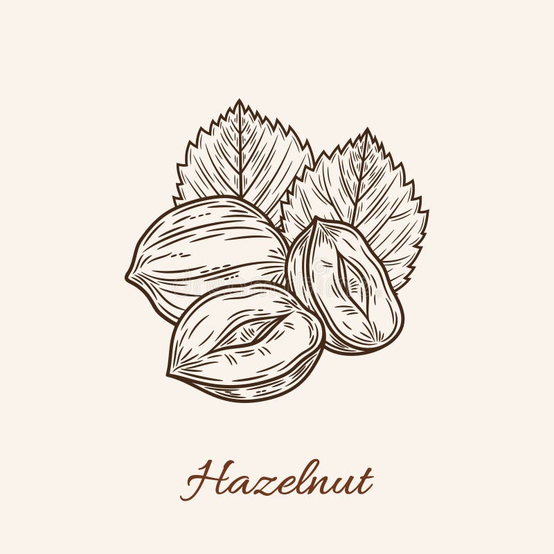 Vector Hazelnut Hand-drawn Illustration Stock Vector - Illustration of ...