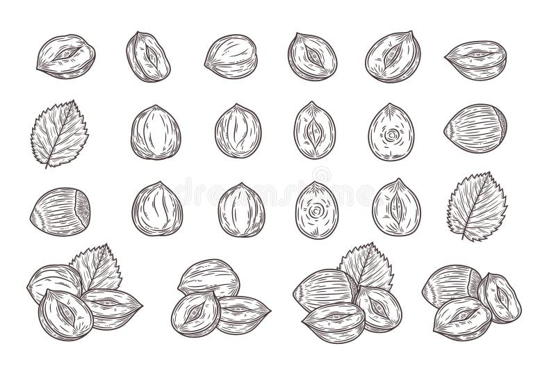 Vector Hazelnut Hand-drawn Illustrations Stock Vector - Illustration of ...