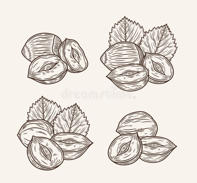 Vector Hazelnut Hand-drawn Illustrations Stock Illustration ...