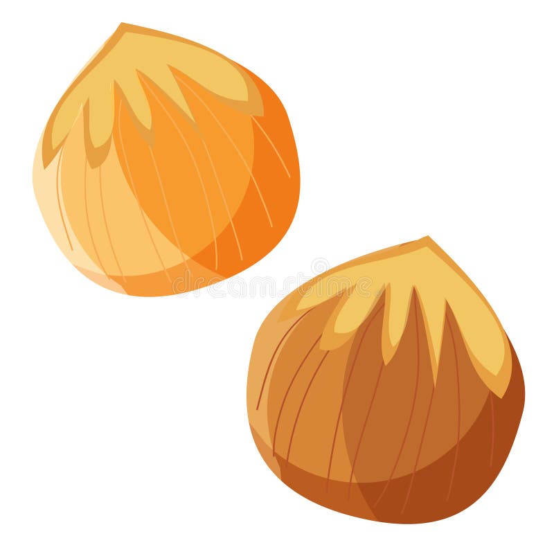 Vector Hazelnuts Illustration Stock Vector - Illustration of autumn ...