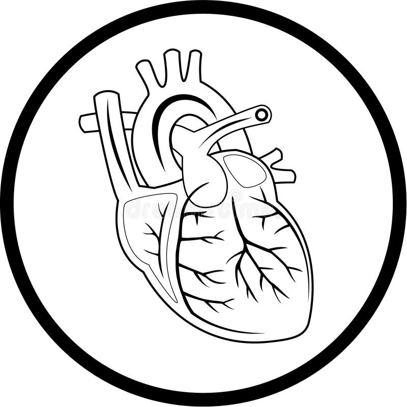 Realistic Human Heart Vector Icon Stock Vector Illustration Of