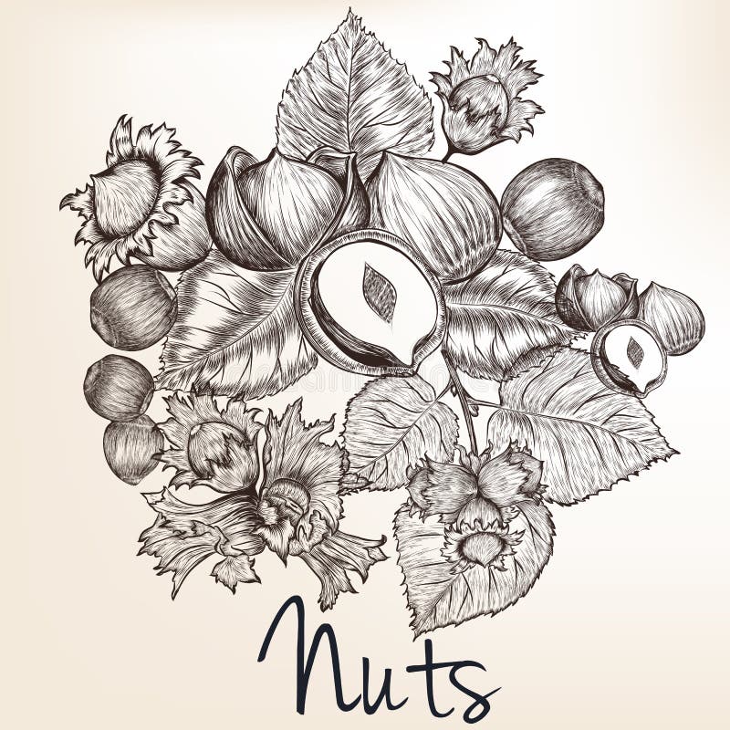 Vector High Detailed Hand Drawn Nuts in Engraved Style Stock Vector ...