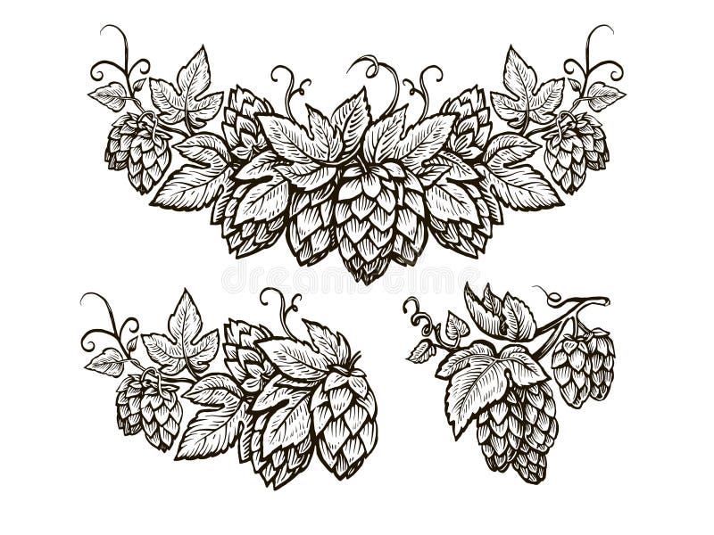 Vector Hop Sketch. Branch of Hops Cones with Leaves. Beer Ingredient ...
