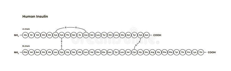 Vector Hormones Minimalistic Banner Template. Insulin Linear Structure ...