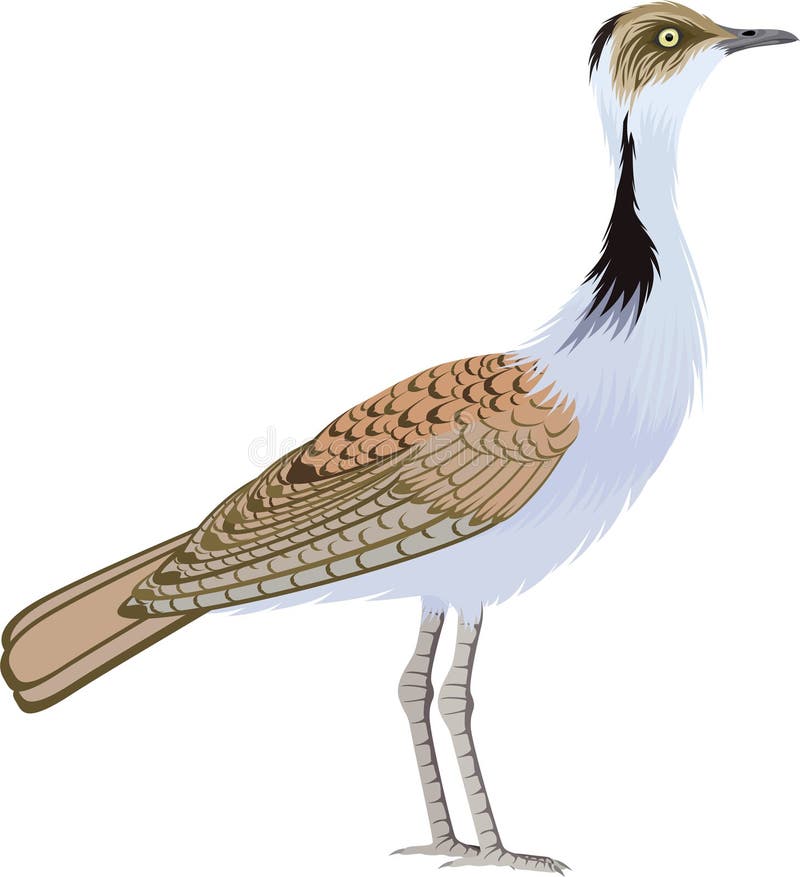 Bustard Houbara Stock Illustrations – 2 Bustard Houbara Stock ...