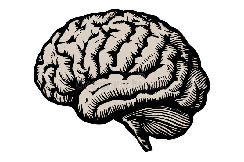 Vector Human Brain. Anatomy and Science, Medicine and Head ...