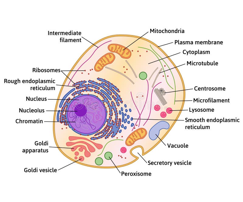 Vector Human Cell Structure Stock Vector - Image: 69742950 Vector Human Cell Structure Stock Vector - Image: 69742950