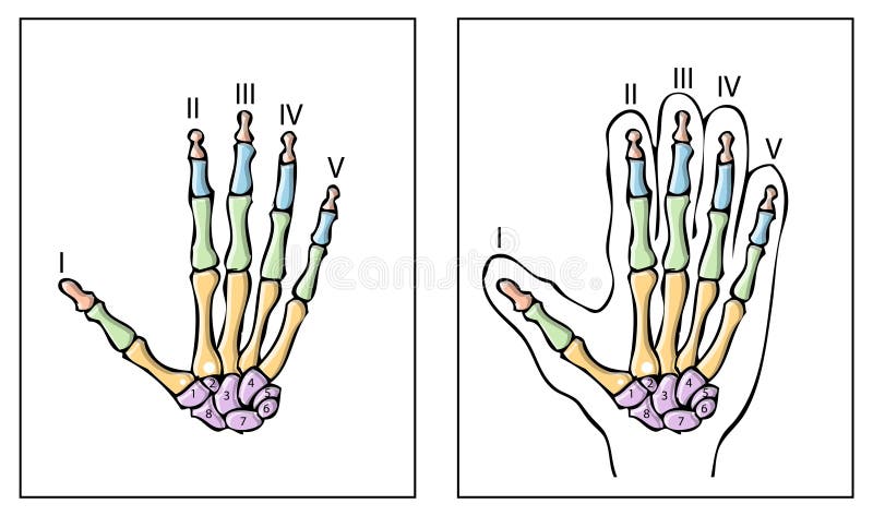 Vector human hand stock illustration. Illustration of isolated - 17433782