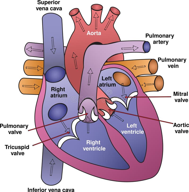 Vector Illustration Of Human Heart Diagram Anatomy Ta - vrogue.co Vector Illustration Of Human Heart Diagram Anatomy Ta - vrogue.co