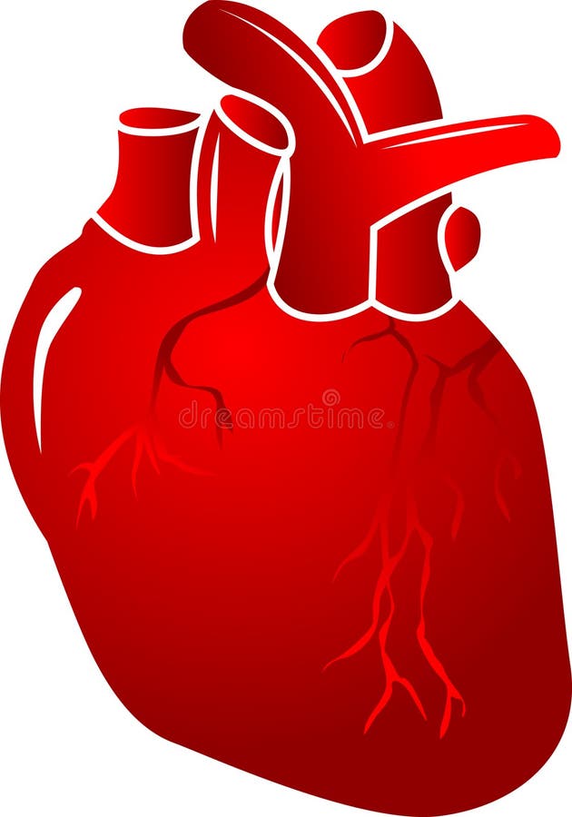 Vector human heart stock vector. Illustration of illustrated - 91760292