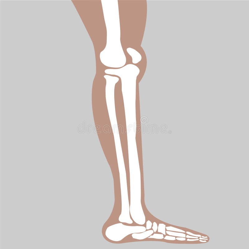 Vector human knee stock vector. Illustration of icon - 112650467