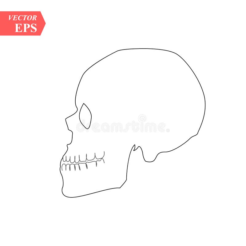 Vector Human Skull Side View Silhouette. Eps 10 Stock Illustration ...