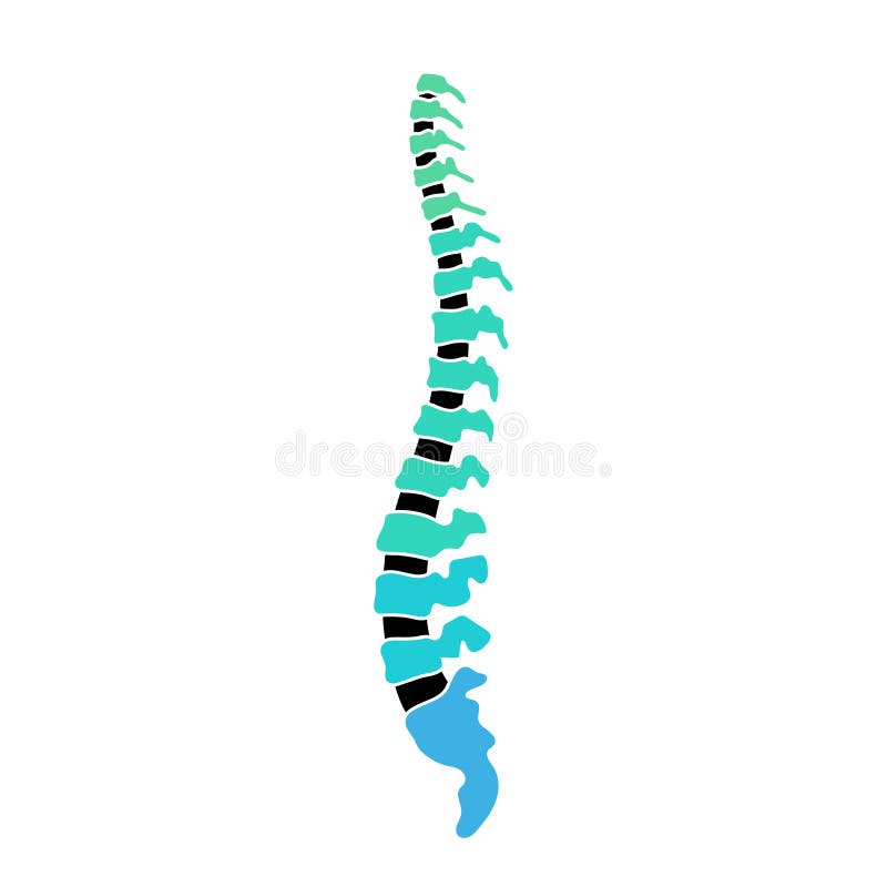 Vector Human Spine Structure Stock Vector - Illustration of backbone ...