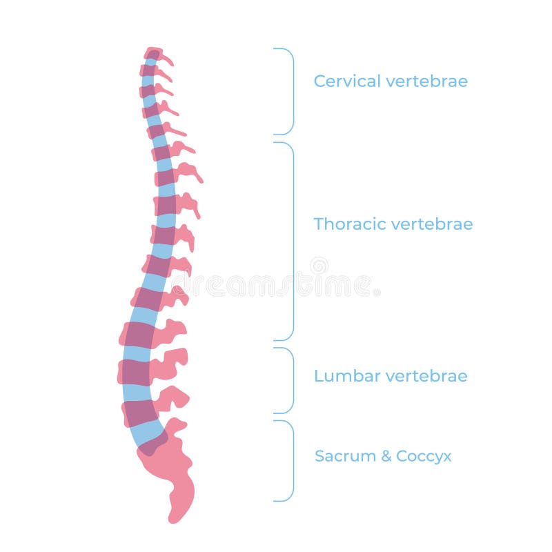 Vector Human Spine Structure Stock Vector - Illustration of backbone ...