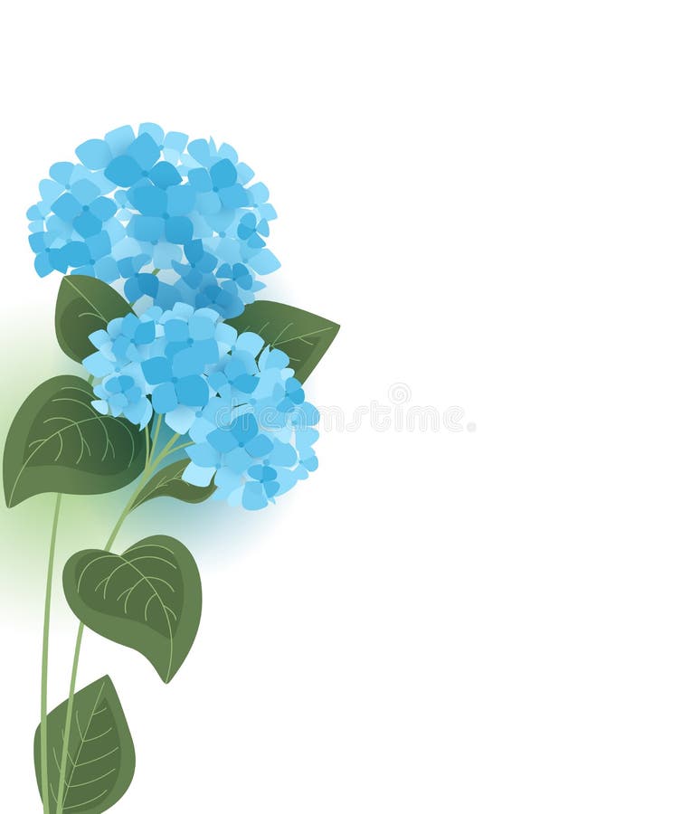 Vector hydrangea flower stock vector. Illustration of floral - 117076482