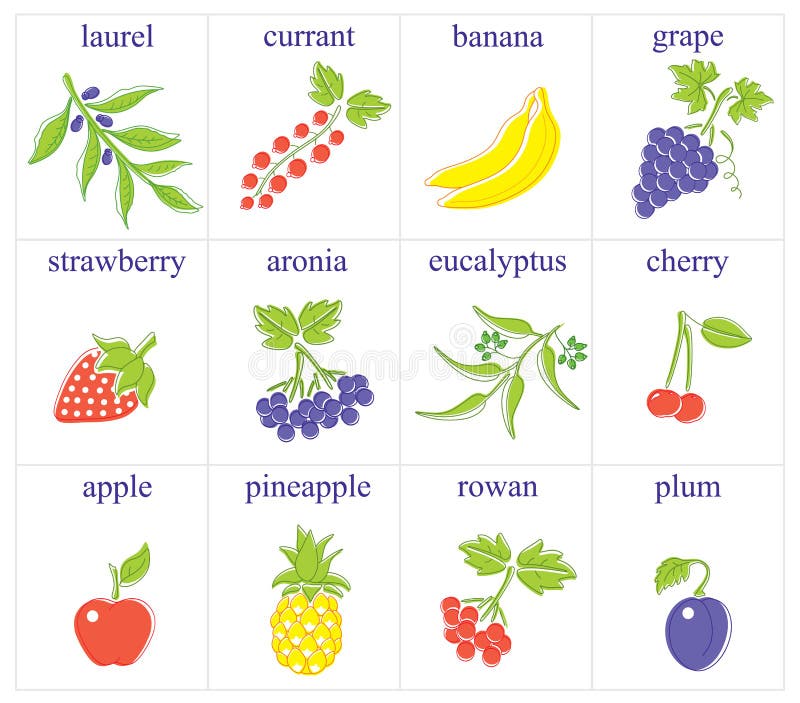 Vector I Tipi Differenti Di Frutti E Di Bacche Deliziosi Illustrazione ...