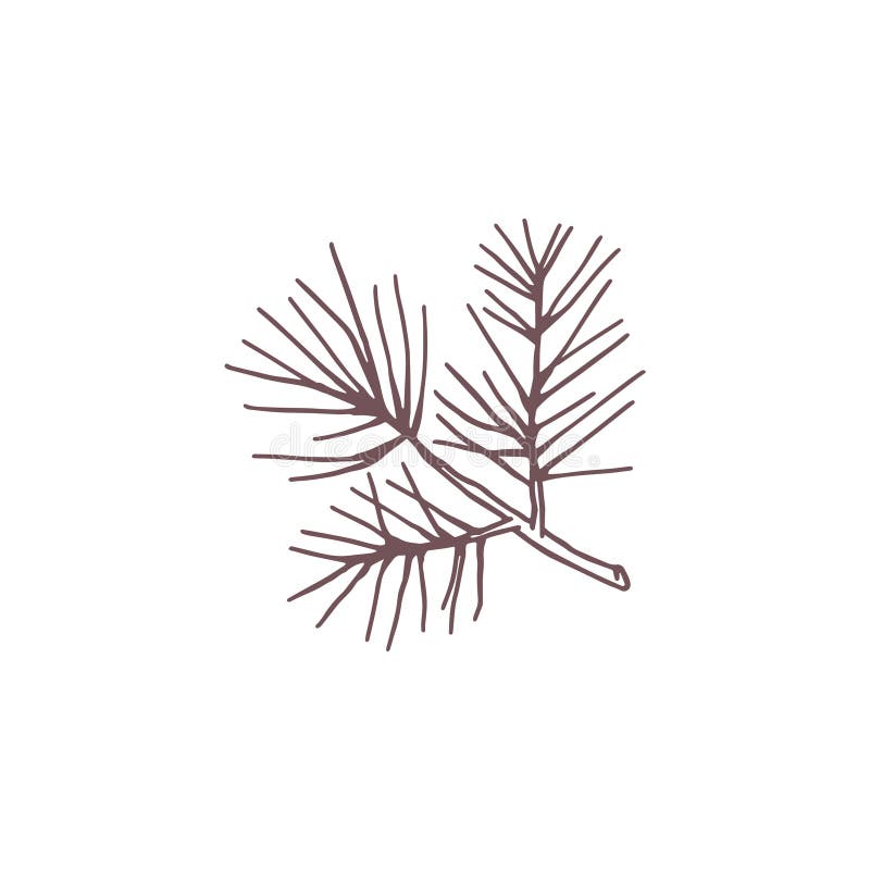 Vector Icon of a Coniferous Tree Twig with Needles on a White ...