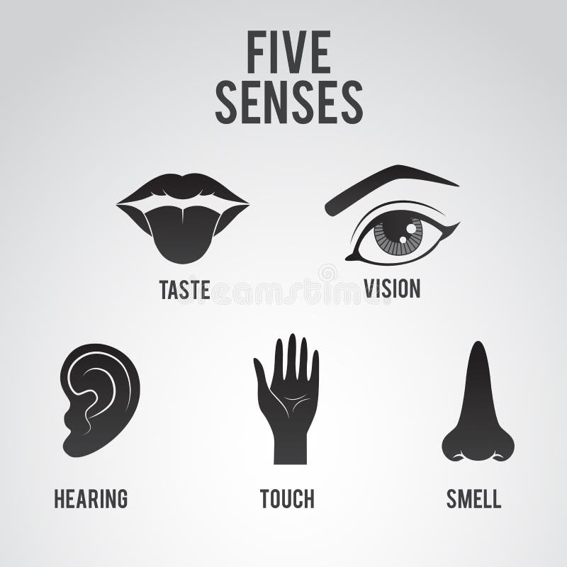 Five Senses Vector Icon on White. Stock Vector - Illustration of ...