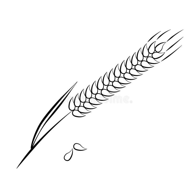 Vector Icon Hand Drawn Spike of Wheat Isolated on a White Background ...