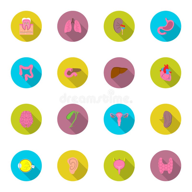Vector Icon Set of Human Organs in Flat Style with Shadow Stock Vector ...