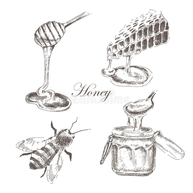 Vector Il Miele, I Honeycells, Il Honeystick, Ape Illustrazione ...