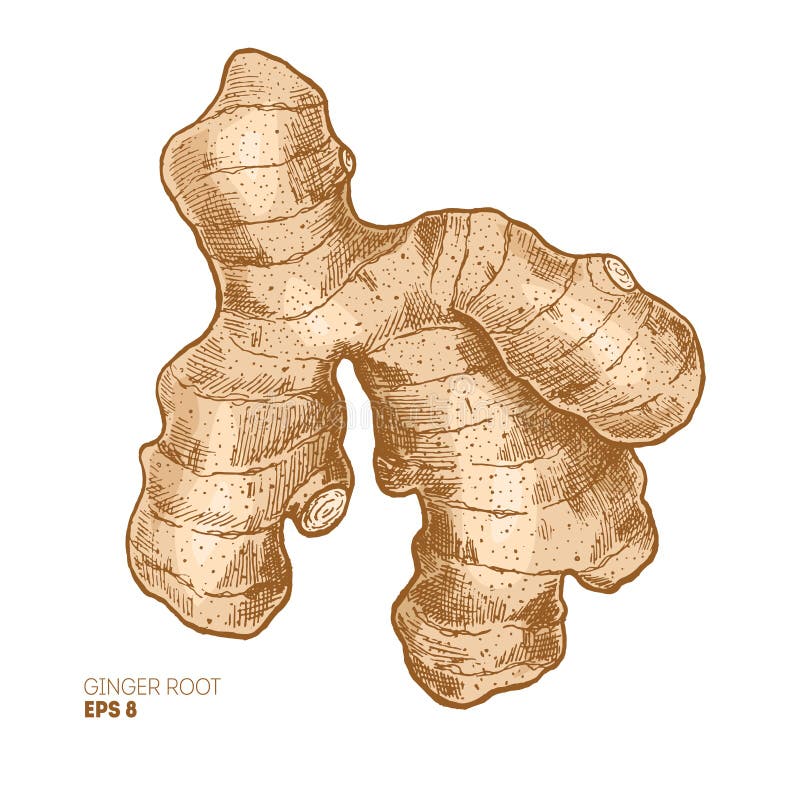 Ginger Root Colored Illustration. Vintage Style. Vector Illlustration ...