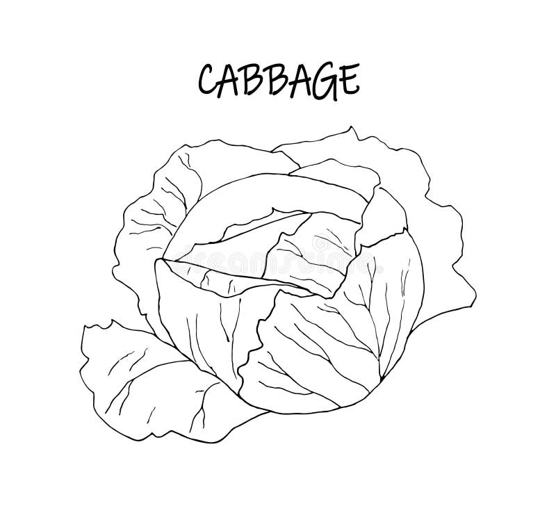 Vector Illstration of Cabbage. Linear Drawing of Vegetable Stock Vector ...